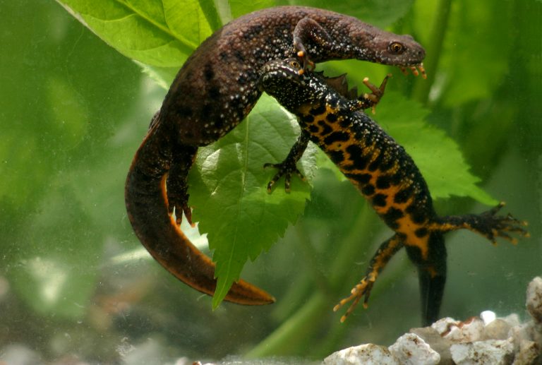 Environmental DNA helps protect great crested newts - News Centre ...