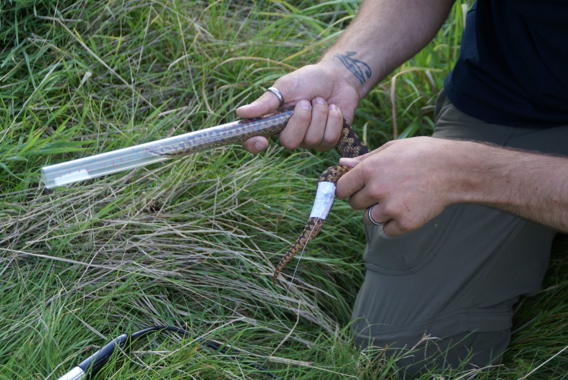 Relocating snakes not as helpful to their conservation as previously ...