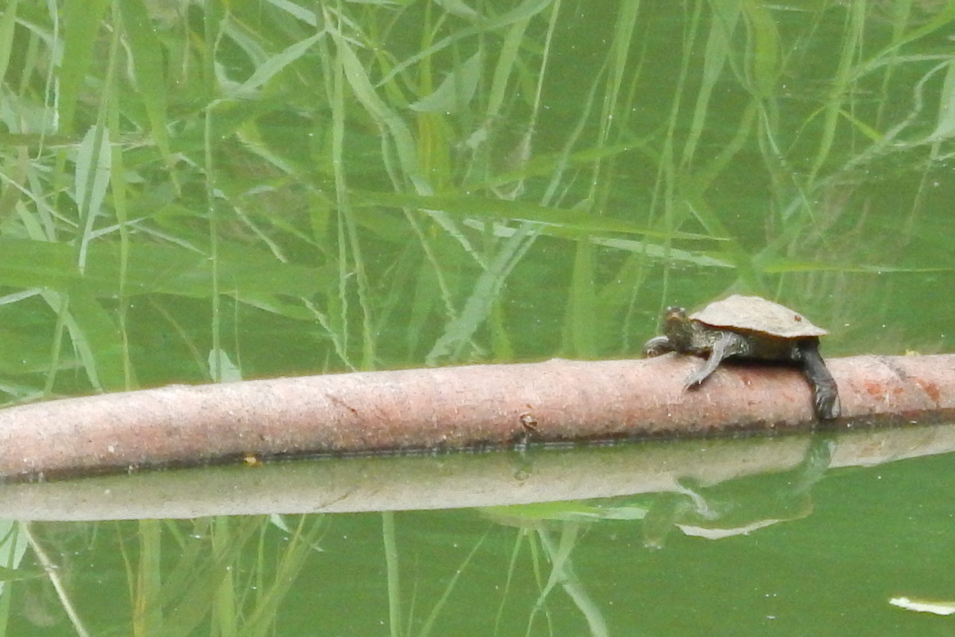 Public asked to report released pet terrapin sightings - News Centre ...