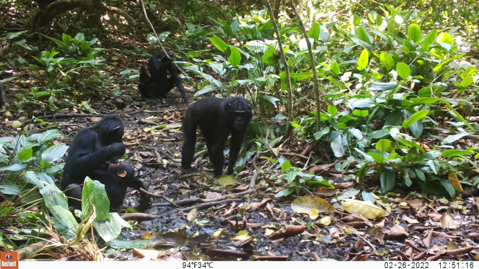 Rainforest chimpanzees dig wells for cleaner water - News Centre ...