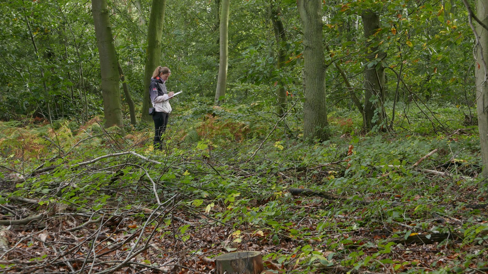 New research reveals the impact of different species and their traits ...