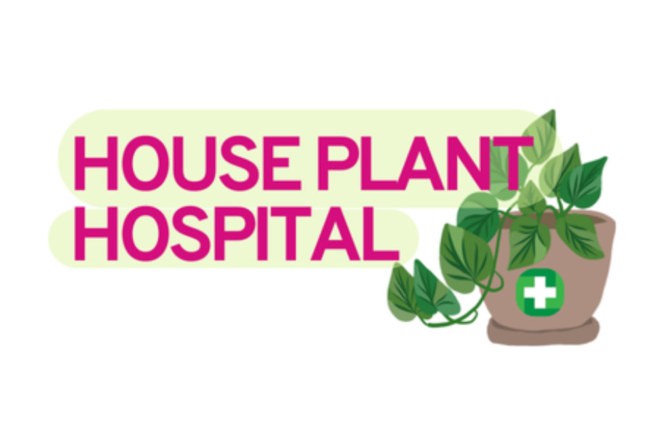 House Plant Hospital - What's on - University of Kent
