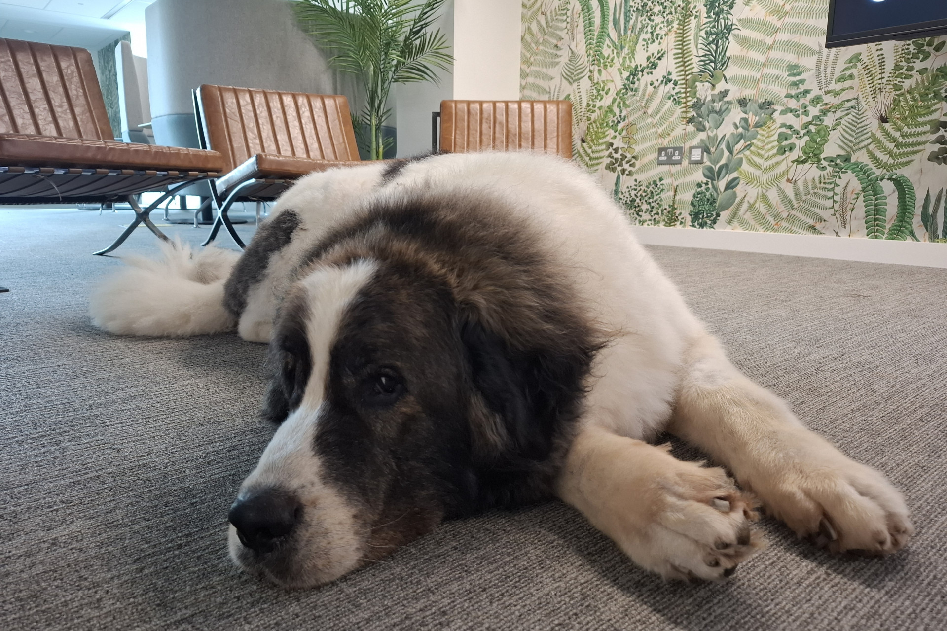 Pause for paws - What's on - University of Kent